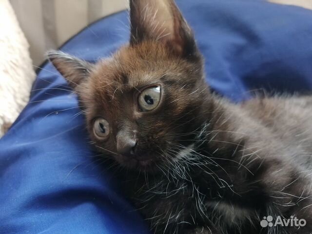 Котьки