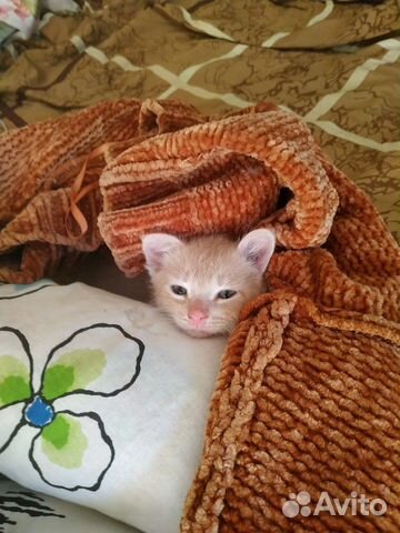 Отдадим котенка