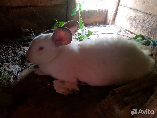 Самец,1год 3месяца