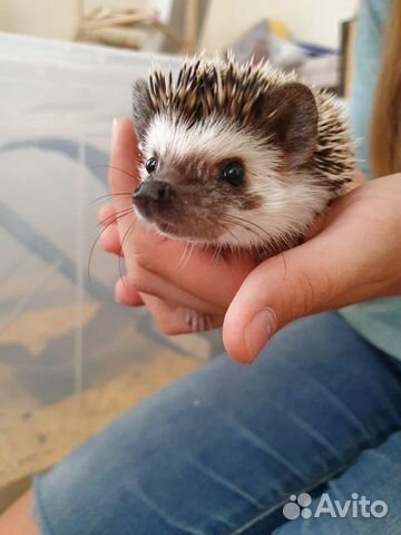 Декоративный карликовый ёжик. С клеткой и всем нео