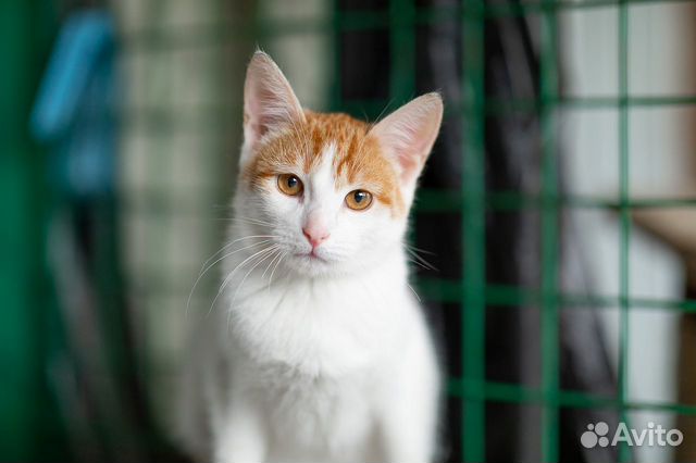 Виола - лучик счастья