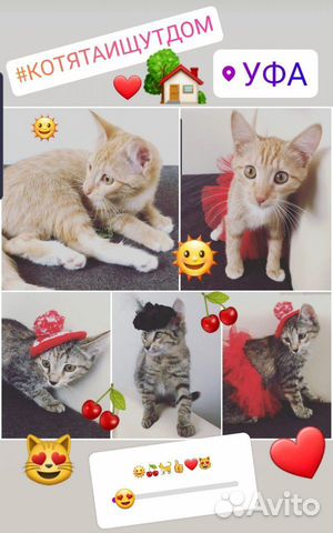 Котята в добрые руки