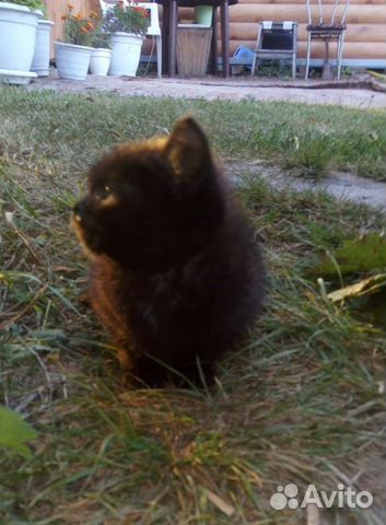 Котёнок