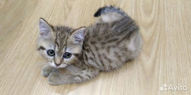 Котёнок-тигрёнок