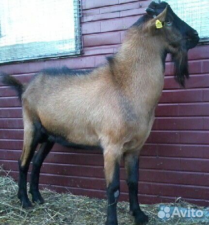 Козёл альпиец на племя