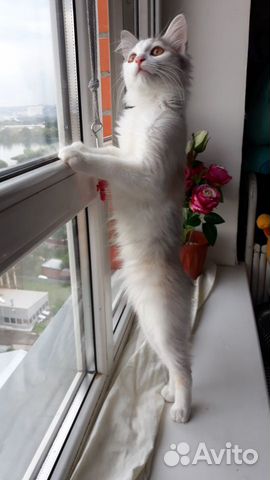 Котята симпатята