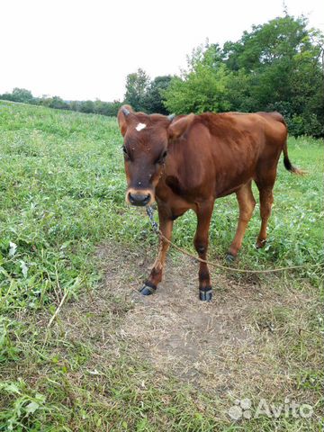 Телка, 6месяцев