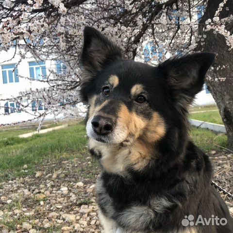 Помесь овчарки и колли