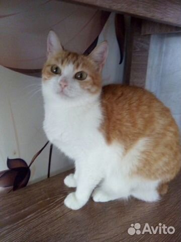 Кошка стерилизованная