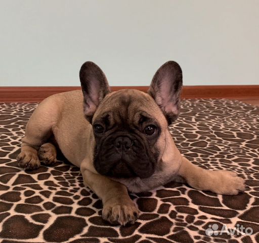Забавный Щенок Французского Бульдога