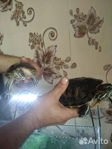 Продам красноухих черепах