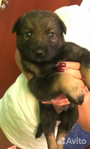 Щенок в добрые руки