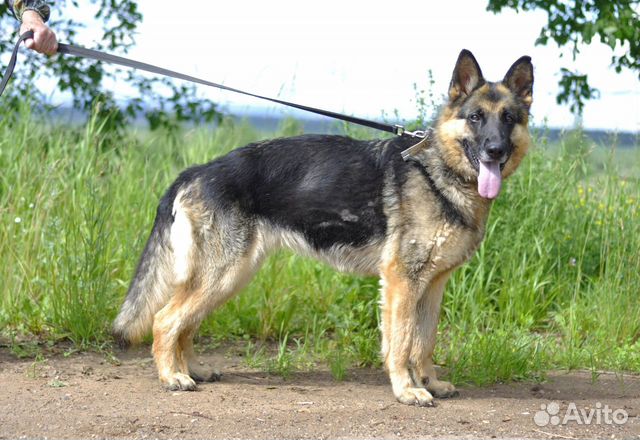 Молодую овчарку Жасмин в дар