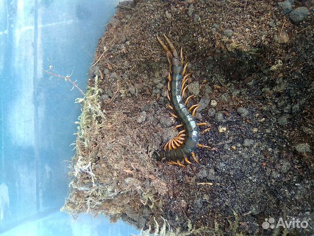 Сколопендры