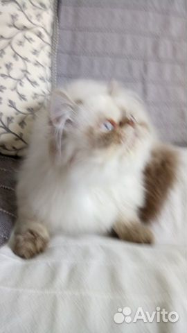 Котёнок колорного окраса
