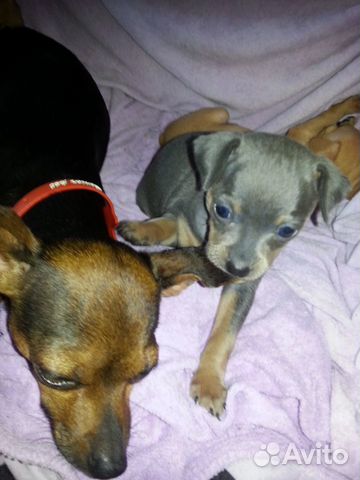 Русский той терьер