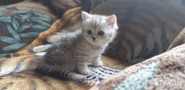 Девочка шотландской породы