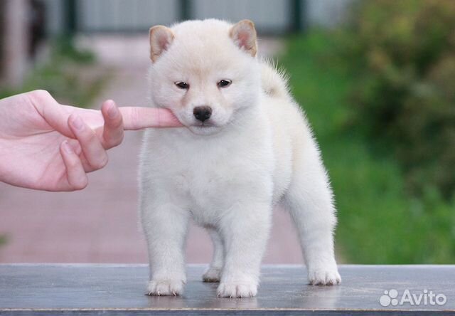 Белый красавец-шиба (сиба) ину