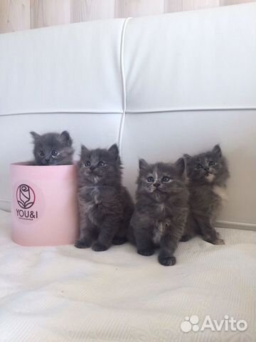 Котята голубой британец черепахового окраса