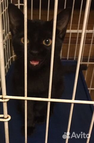 Кисонька ищет дом