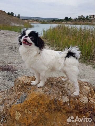 Японский хин