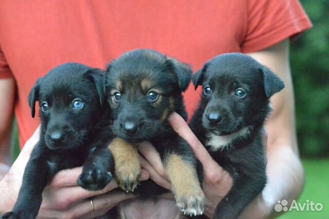 Щенки - карарузы в добрые руки