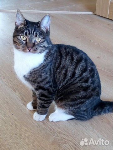 Красавица-кошка Николь в добрые руки