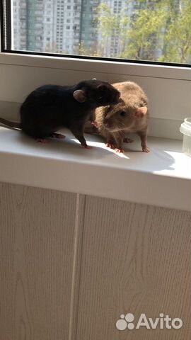 Милые крыски