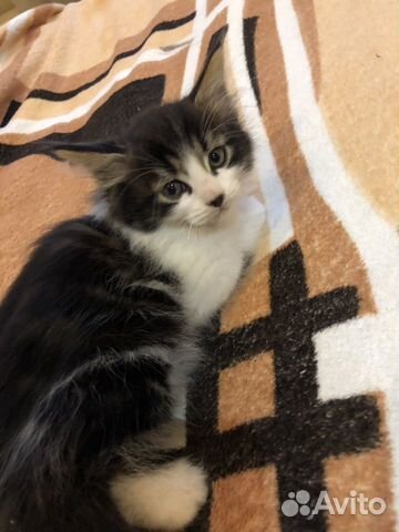 Котята