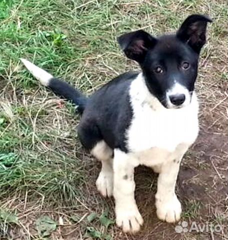 Щенок в добрые руки, овчарка+лайка