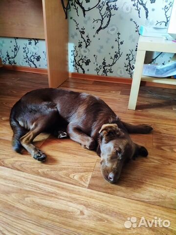 Отдадим Лабрадора