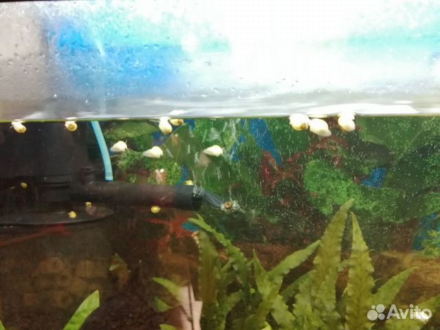 Улитки ампулярии желтые