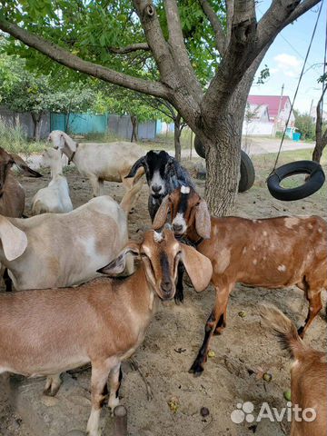 Продаю нубийских коз и козлят