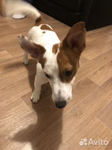 Джек Рассел собака породистая с документами
