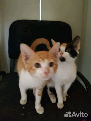 Котята
