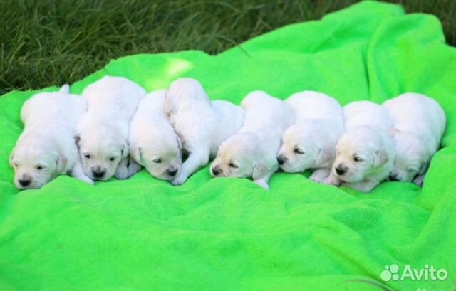 Голден ретривер мальчик и 2девочки