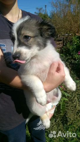 Симпатичный мальчишка 2,5 месяца