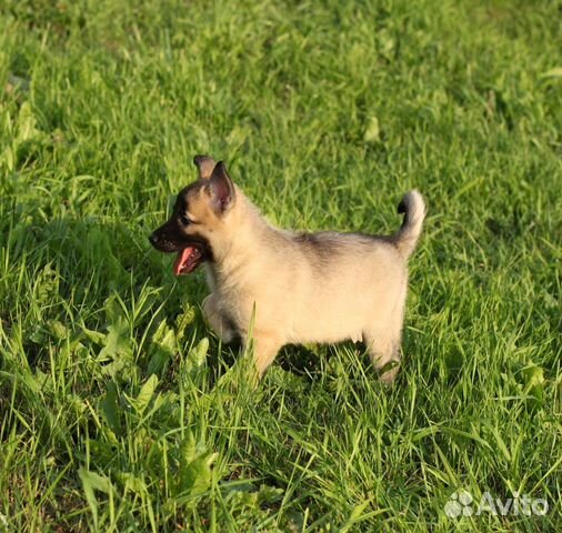 Маленькая принцесса Лея ищет свое королевство