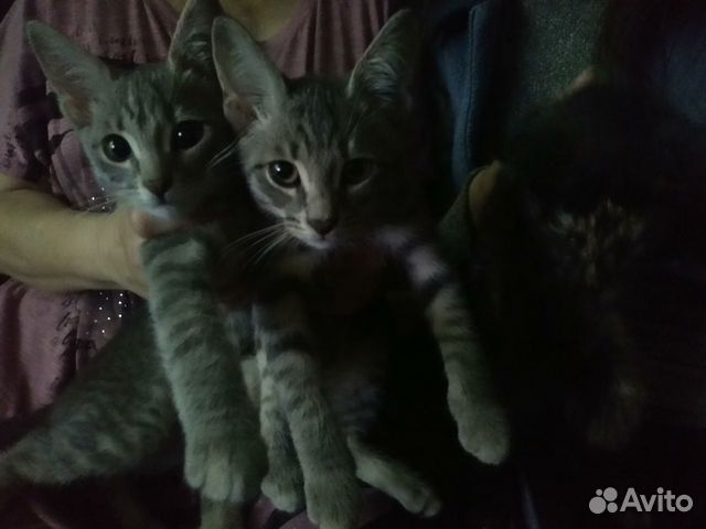 Продам троих котят (растут уже)