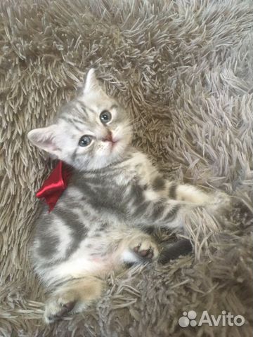 Малышка Вискас