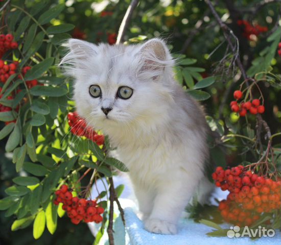 Шотландское чудо