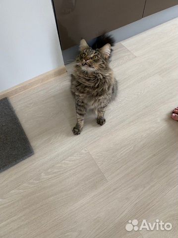 Котик метис Мейн Кун 1.5года