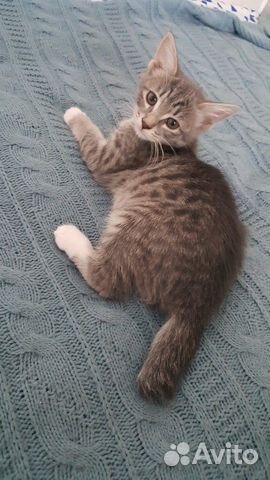 Котенок-американский бобтейл