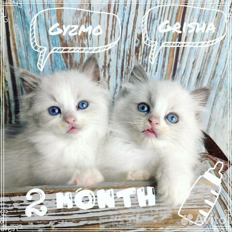 Grisha и Gyzmo, шоу класс рэгдолл 15.07.19