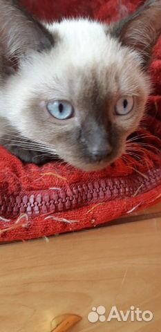 Тайский котик