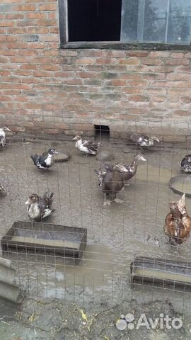 Продаются индоутки