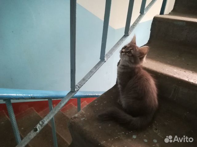 Котенок(девочка). Подбросили в подъезд