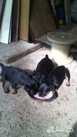 Щенки Ягтерьера