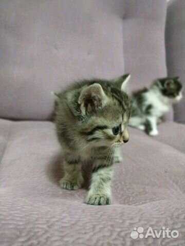 Котятки в добрые руки