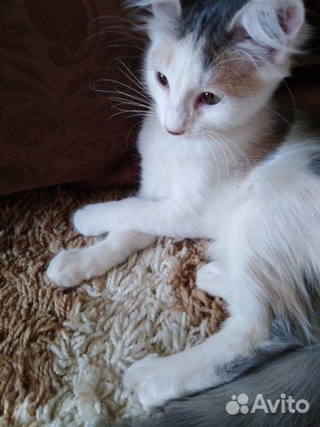 Котенка для счастья и удачи